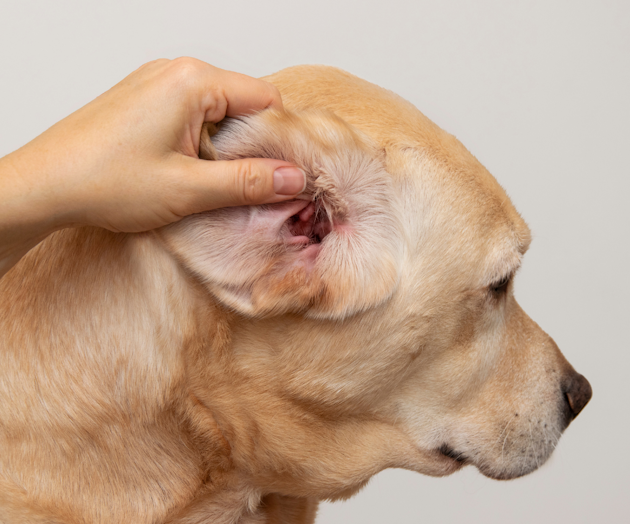 Soppinfeksjon hos hund – symptomer, behandling og forebygging