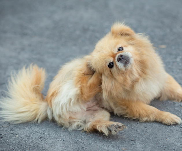 Soppinfeksjon hos hund – symptomer, behandling og forebygging